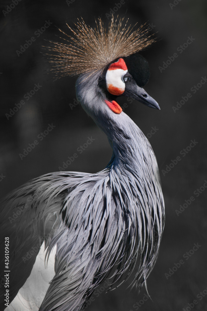 The drooping beak and long neck of the crowned crane looking down Stock ...