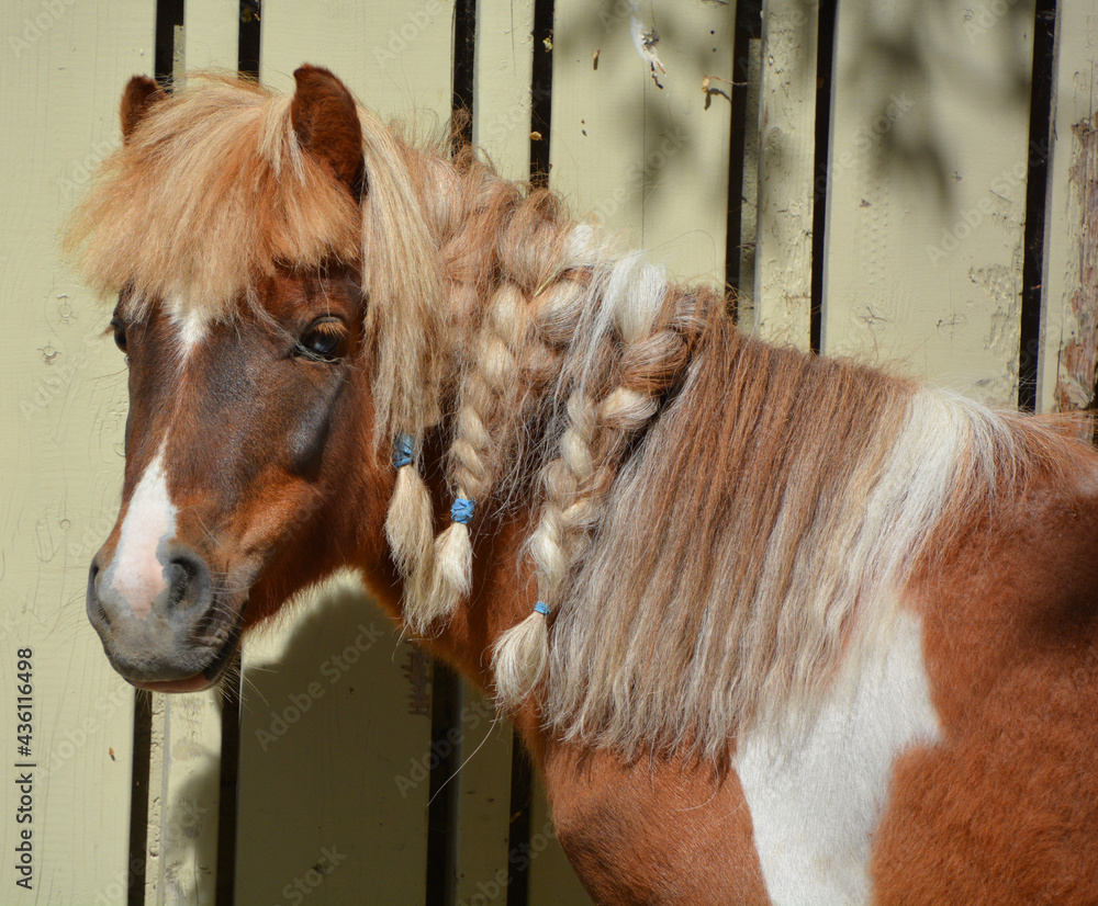 Miniature horses are the size of a very small pony, many retain horse ...