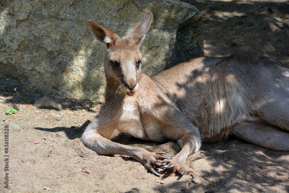 The kangaroo is a marsupial from the family Macropodidae (macropods ...