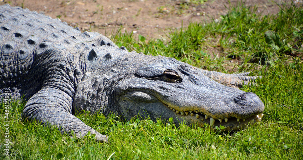 An alligator is a crocodilian in the genus Alligator of the family ...