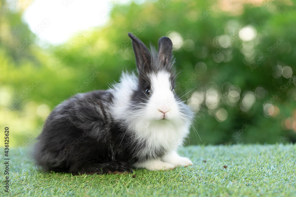 Healthy lovely baby bunny easter rabbits on nature background. Cute ...