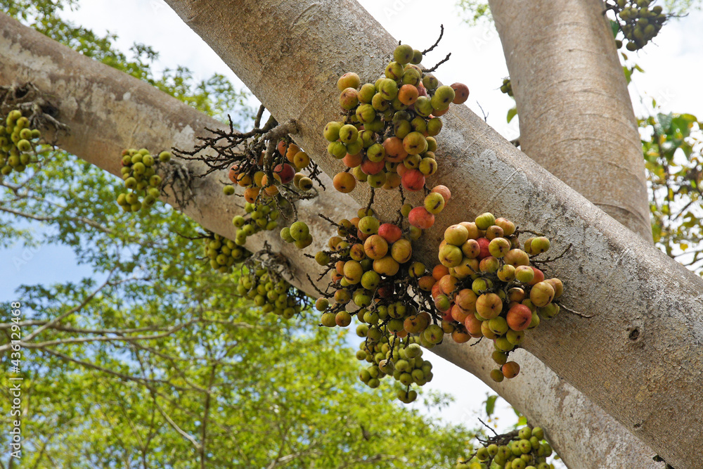 Wild fig tree (Ficus sp.) with fruit growing from trunk (called ...