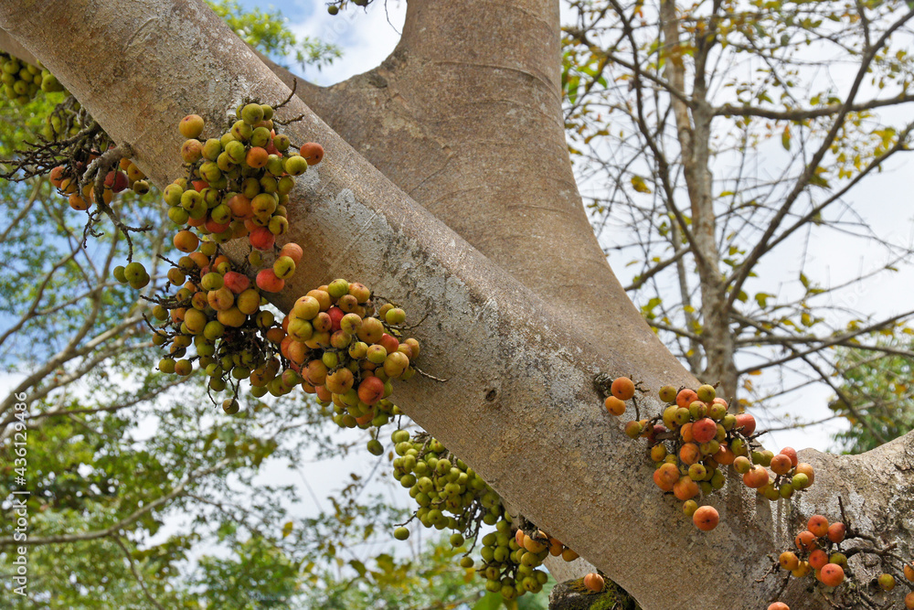 Wild fig tree (Ficus sp.) with fruit growing from trunk (called ...