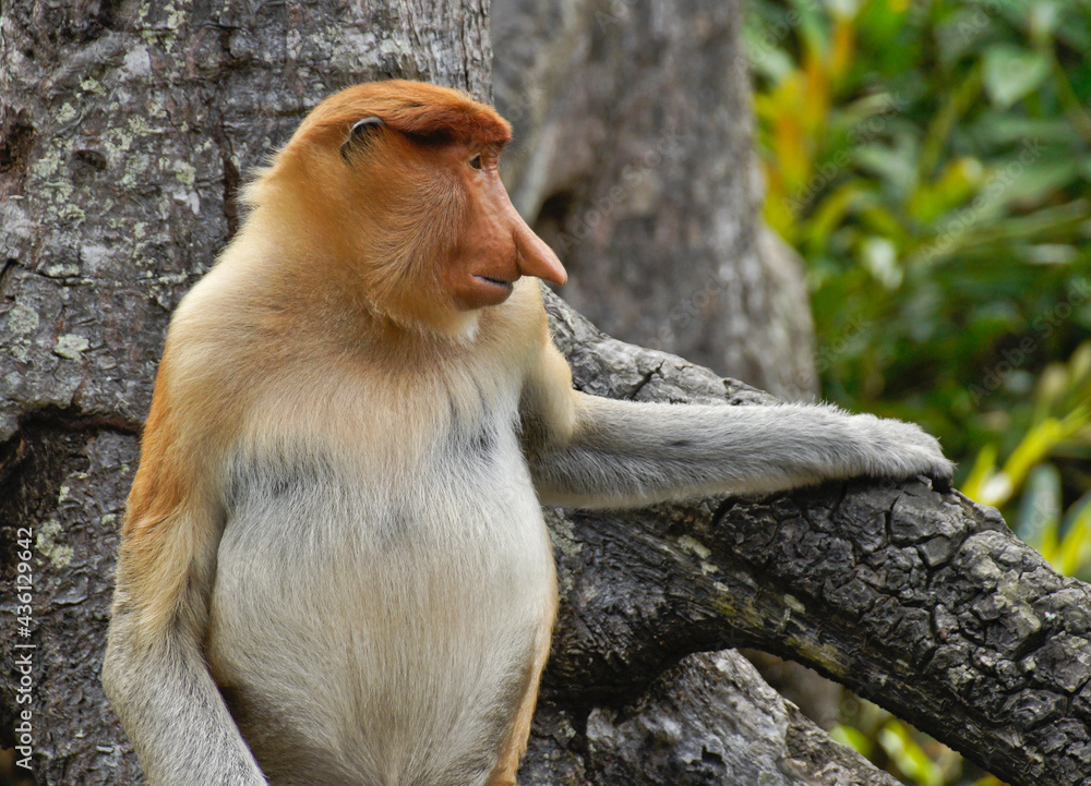 Portrait of male proboscis (long-nosed) monkey, Sabah (Borneo ...