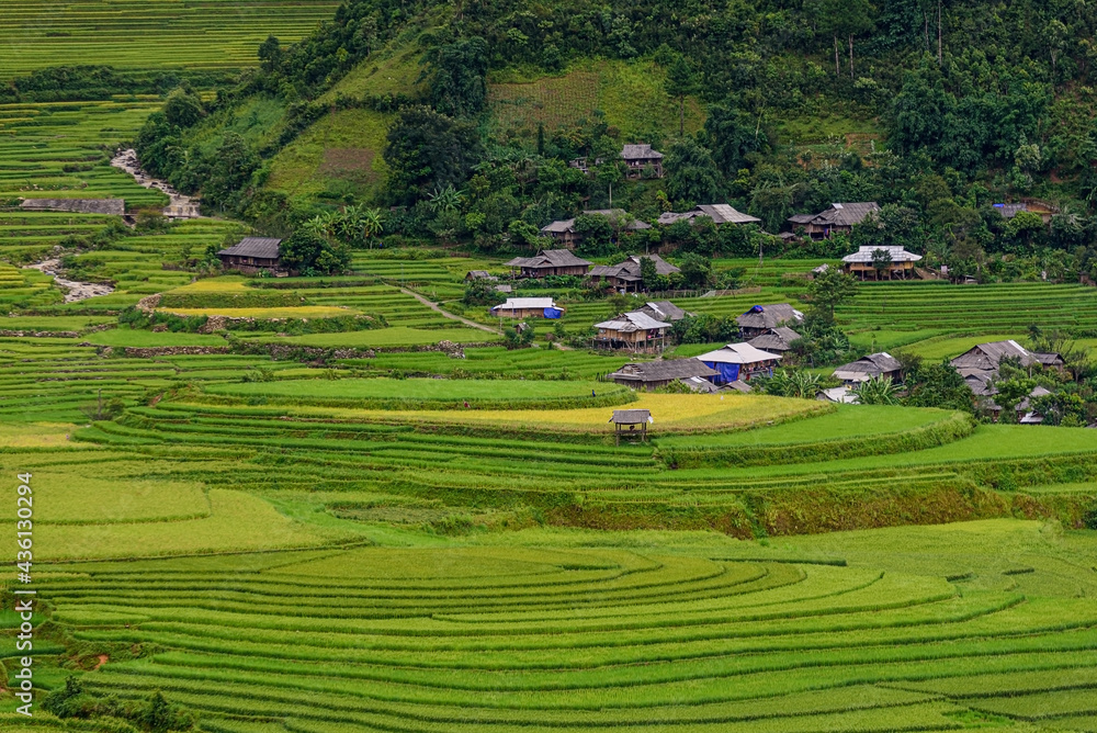 Rice fields on terraced beautiful shape of TU LE Valley, view on the ...
