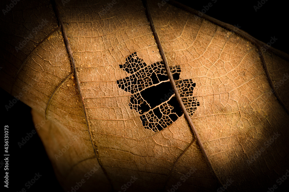 Leaf closeup showing damage from insect and fungi attack and feeding ...