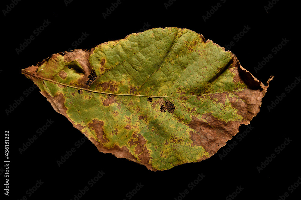 Leaf closeup showing damage from insect and fungi attack and feeding ...