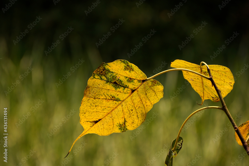 Leaf closeup showing damage from insect and fungi attack and feeding ...