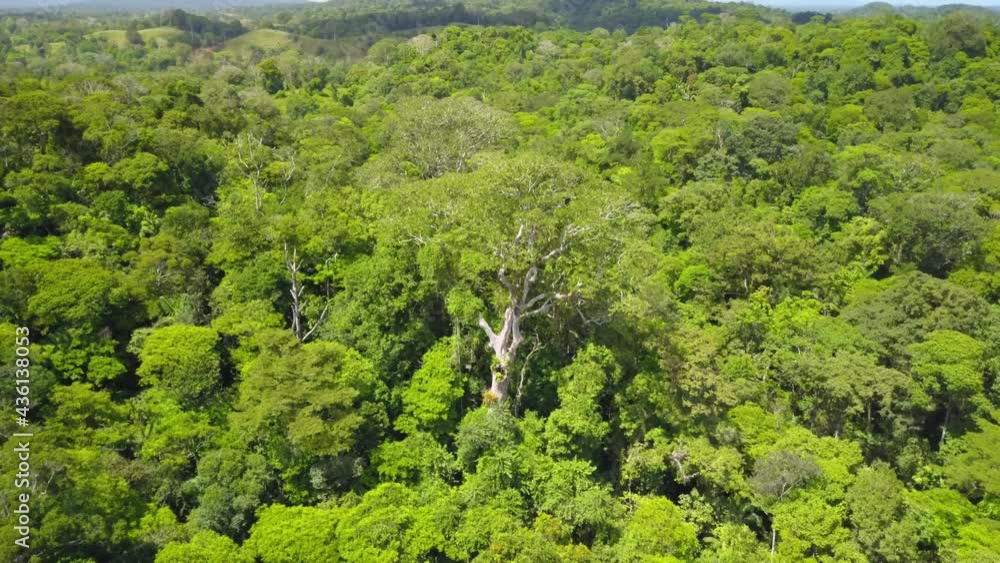 Aerial drone shot, rotating view: an Almendro tree (Dipteryx oleifera ...