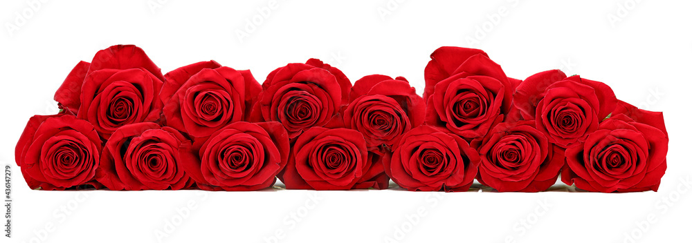 Beautiful red roses arranged as a horizontal border over white Stock ...