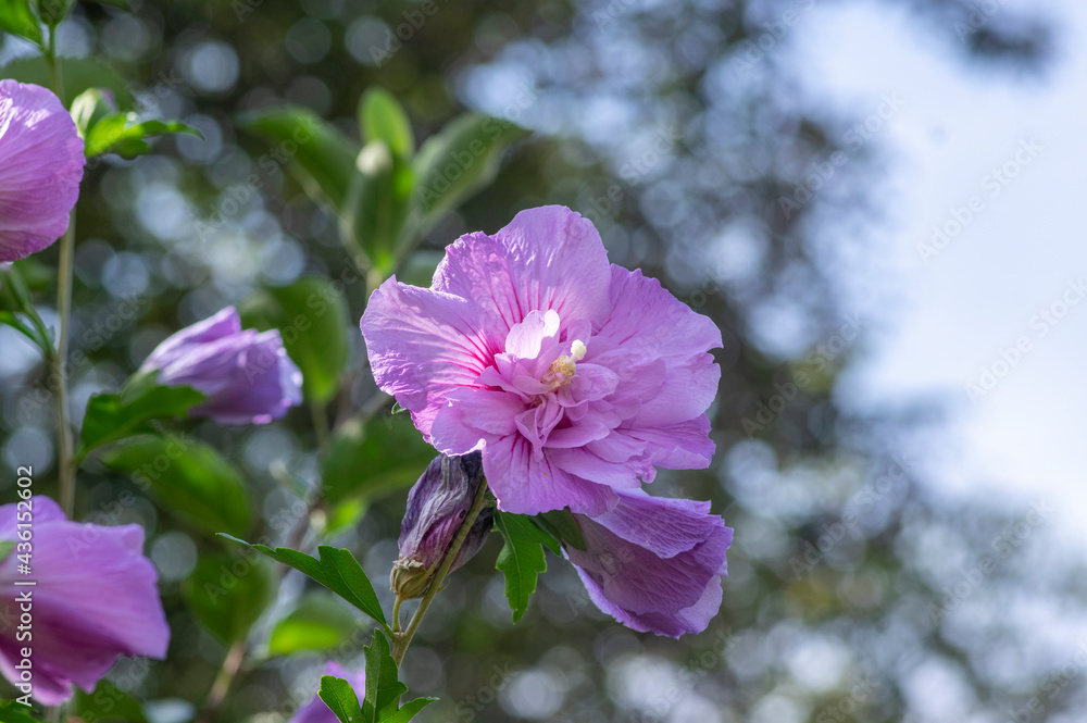 Hibiscus syriacus korean rose or syrian ketmia shrub in bloom, rose ...