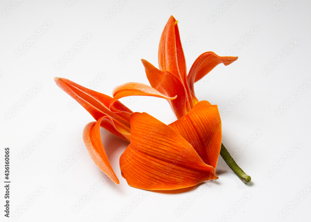 Butea Monosperma or palash flower on white background. Plaso monosperma ...