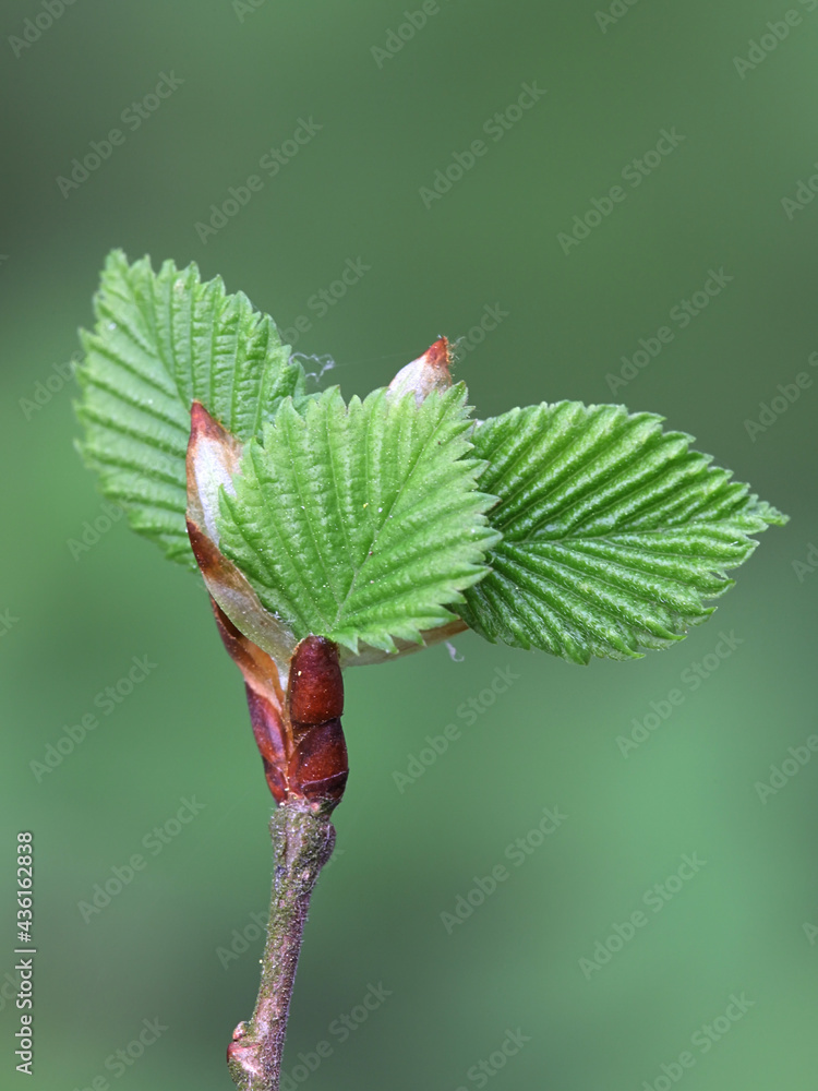 Ulmus laevis, known as the European white elm, fluttering elm or ...
