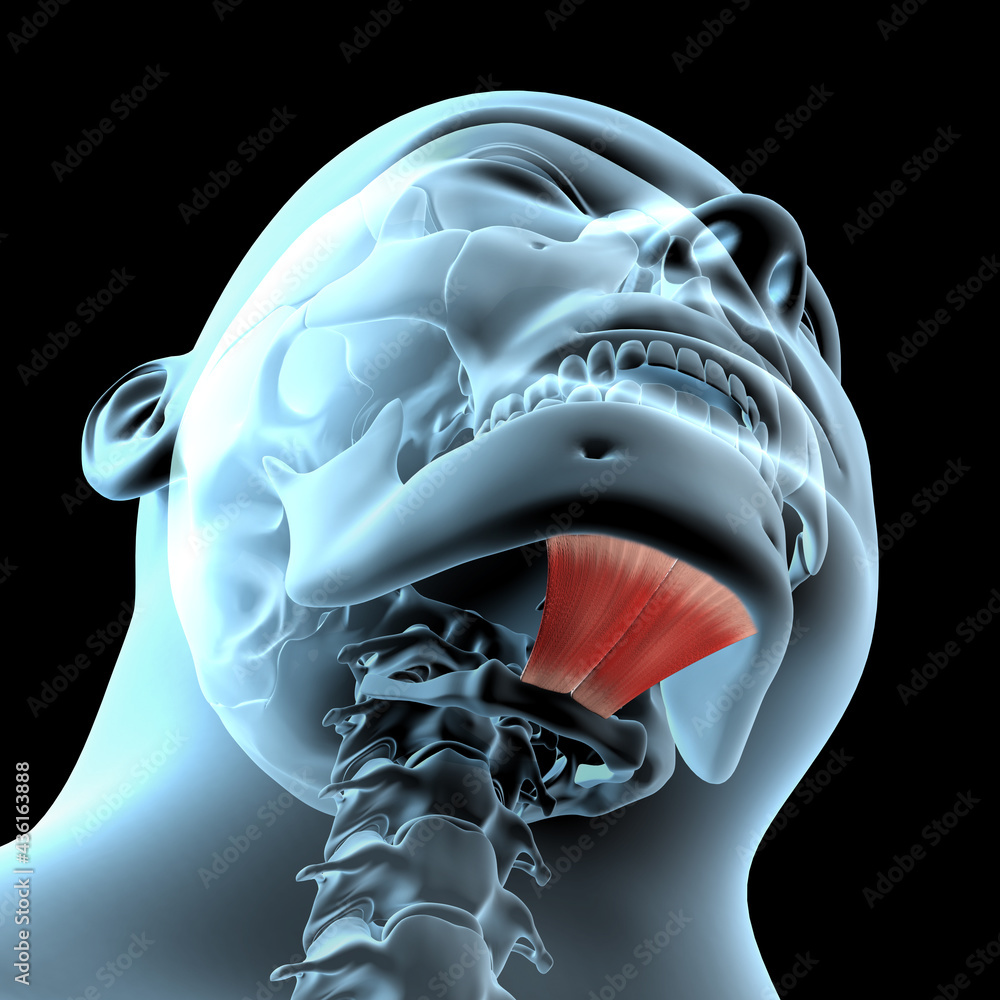 Mylohyoid