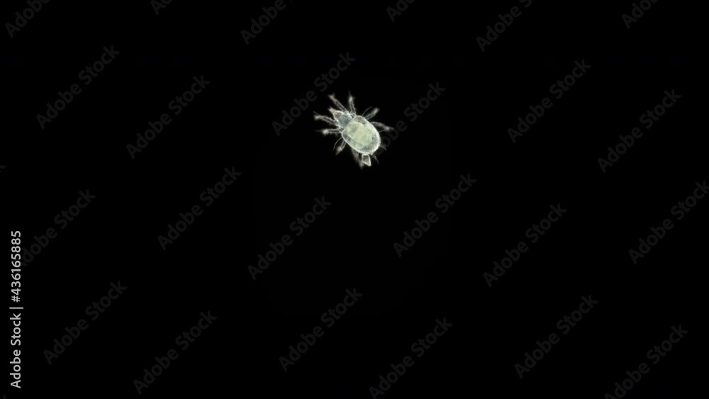 Soil mite of the Acaridae family under a microscope. saprophages feed ...