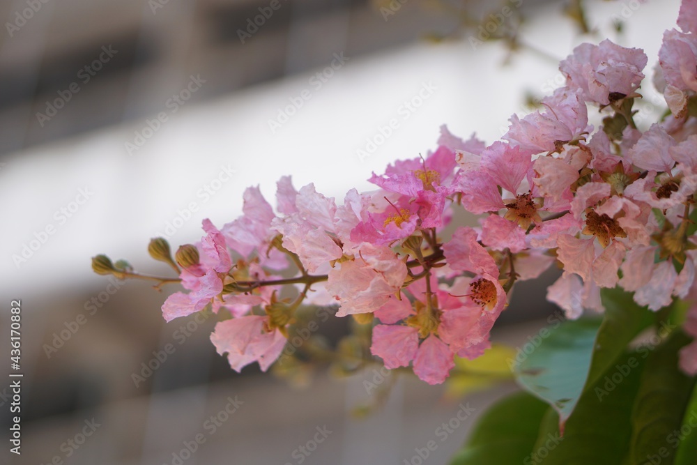 Pink Inthanin flower in Thailand. Beautiful summer flowers. Cananga ...