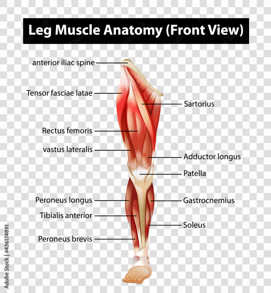 Diagram showing Leg Muscle Anatomy (Front View) on transparent ...