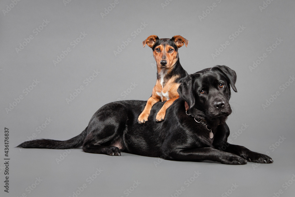 two dogs a black labrador retriever and a dachshund terrier mix lying ...
