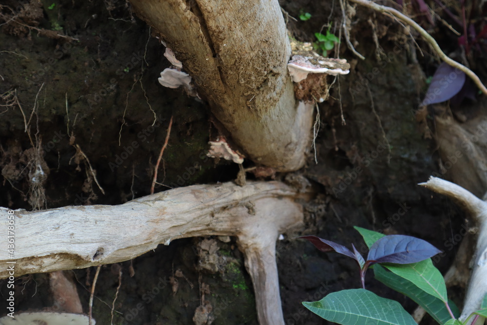 The photo of the teak tree roots looks natural because it has long died ...
