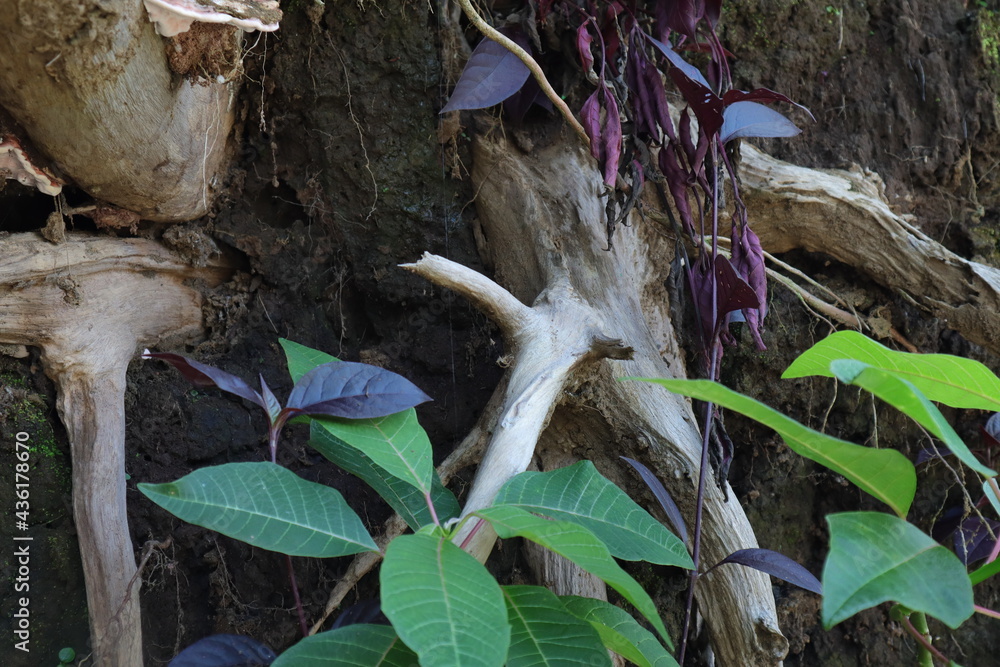 The photo of the teak tree roots looks natural because it has long died ...