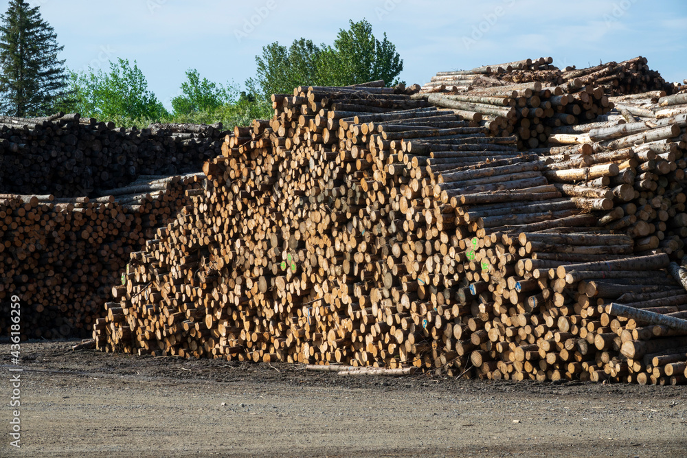 Pile of tree logs in a sawmill Stock Photo | Adobe Stock