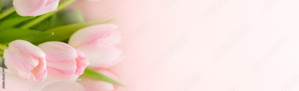 Nature of pink flower tulip using as cover page background natural ...