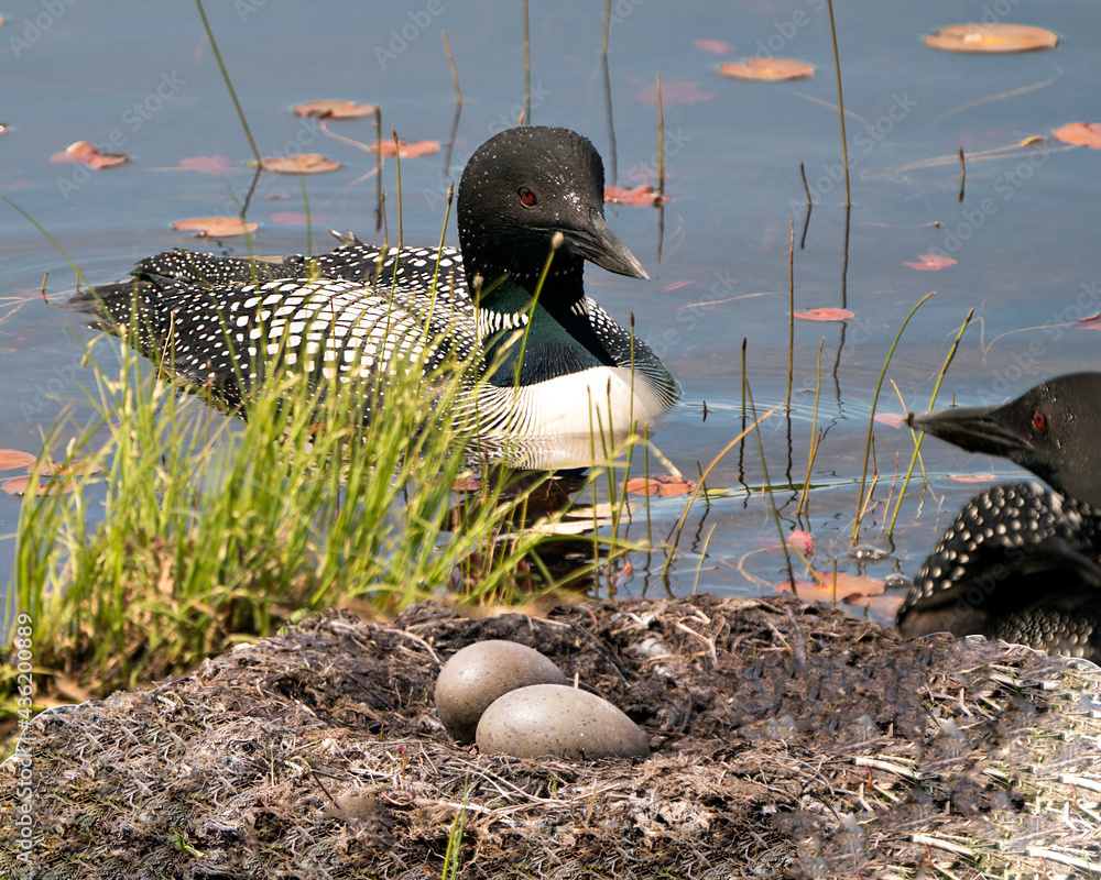 Common Loon Photo. Couple protecting the nest with lily water pads ...
