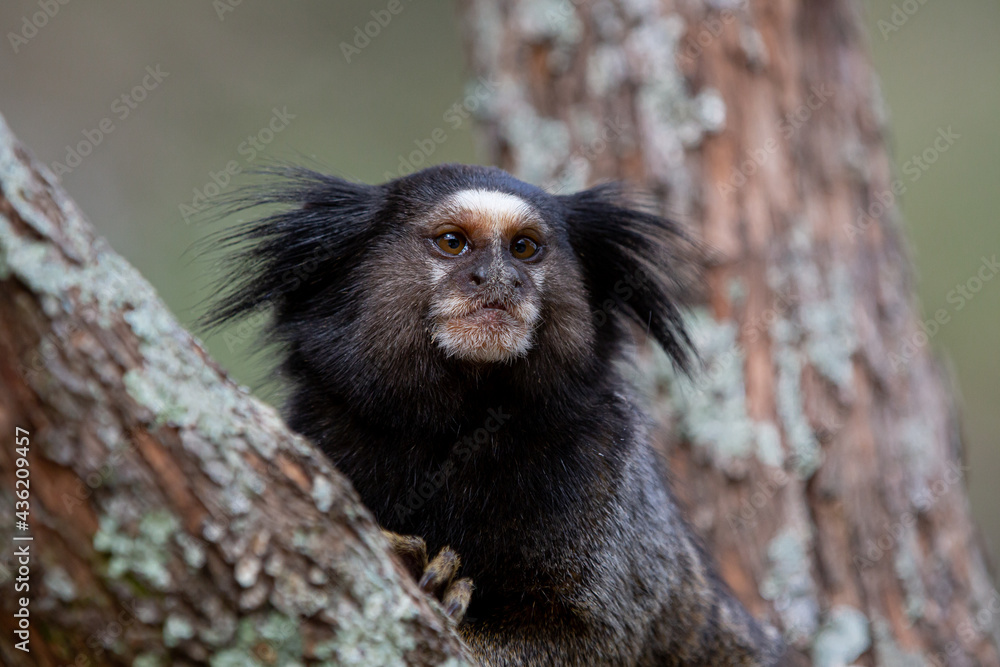 O sagui-de-tufos-pretos, mico-estrela ou simplesmente sagui é uma ...