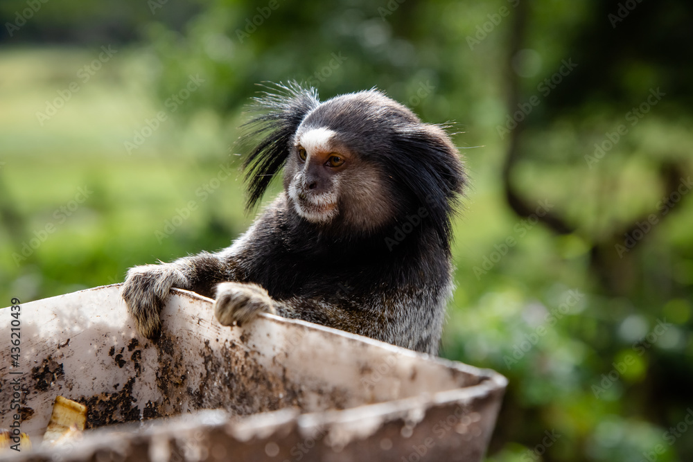 O sagui-de-tufos-pretos, mico-estrela ou simplesmente sagui é uma ...