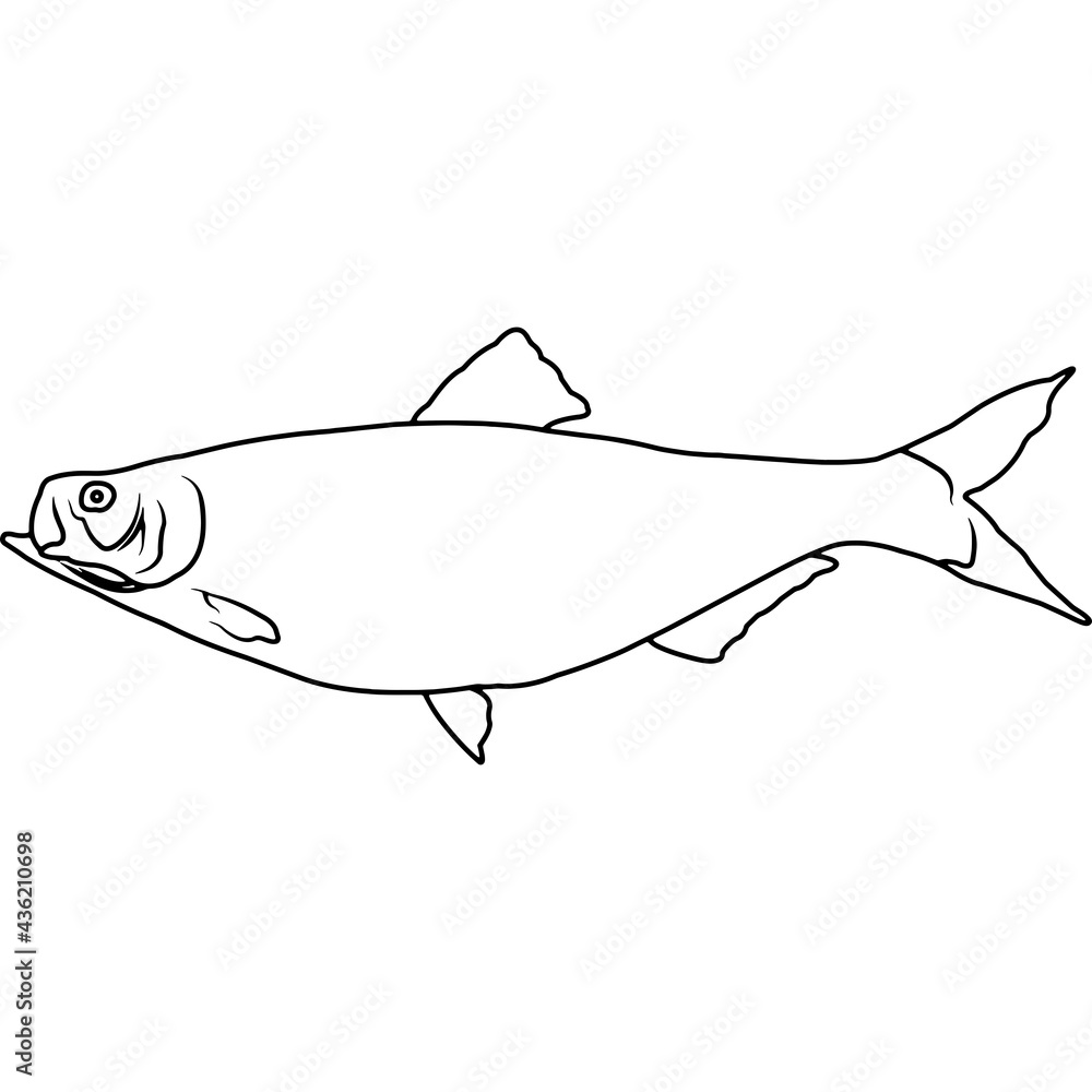 Hickory Shad Hand sketched, hand drawn vector clipart Stock Vector ...