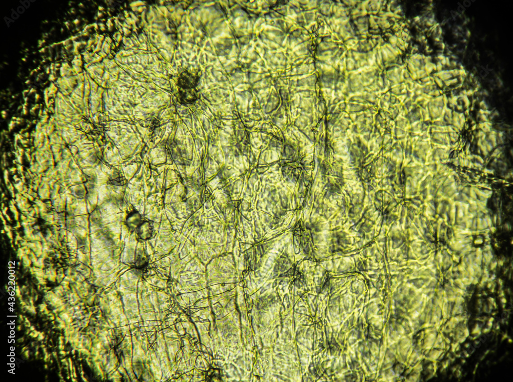 outer peel of orange seed under a light microscope, magnification 400 ...