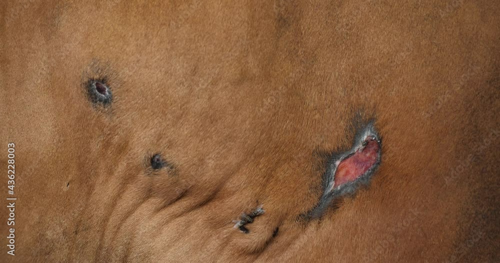 Cows with skin disease,Wound on the skin of a cow, a cow on a rural ...