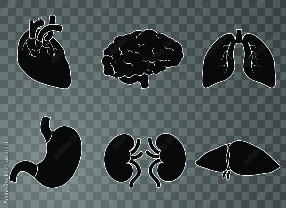 Human organs vector icon. Realistic human organs icons on transparent ...