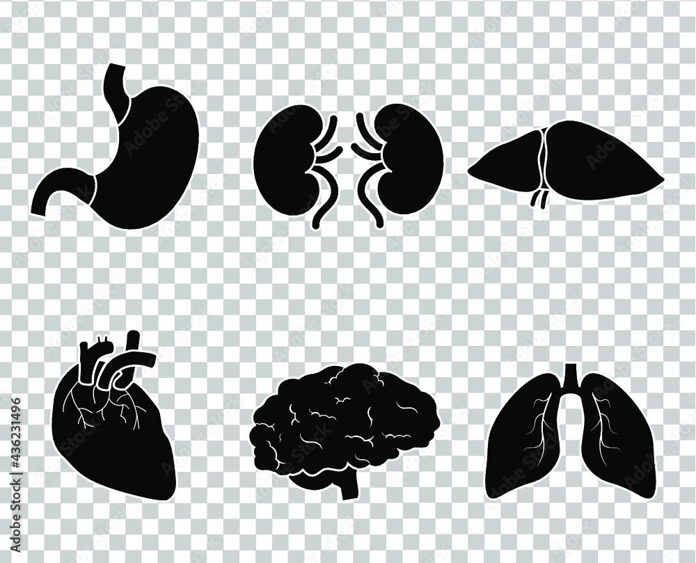 Human organs vector icon. Realistic human organs icons on transparent ...