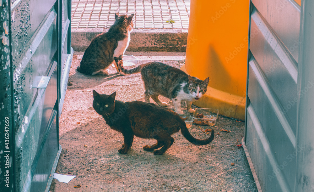 Stray cats eating rubbish between some rubbish bins. Stock Photo ...