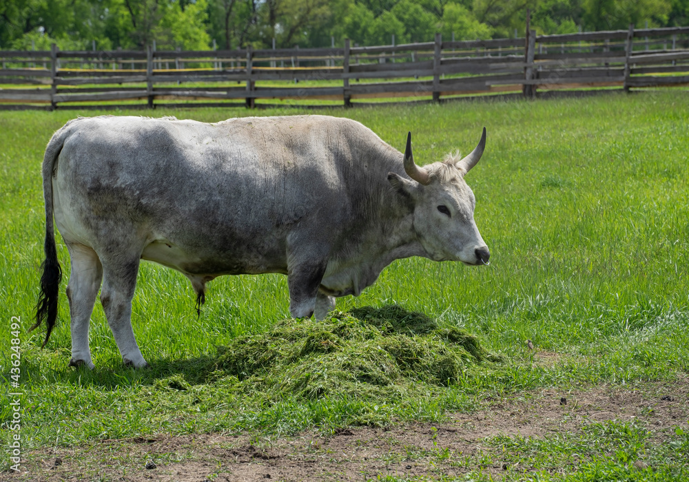 Gray Ukrainian cattle - a breed of cattle of meat and dairy direction ...