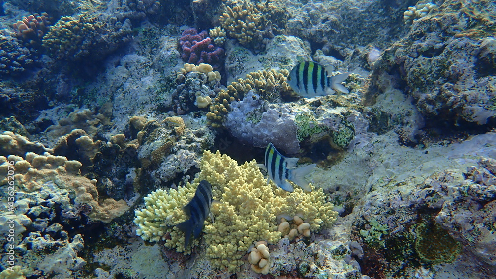 Stunning undersea coral reef view, Red Sea, Egypt, Sharm El Sheikh ...