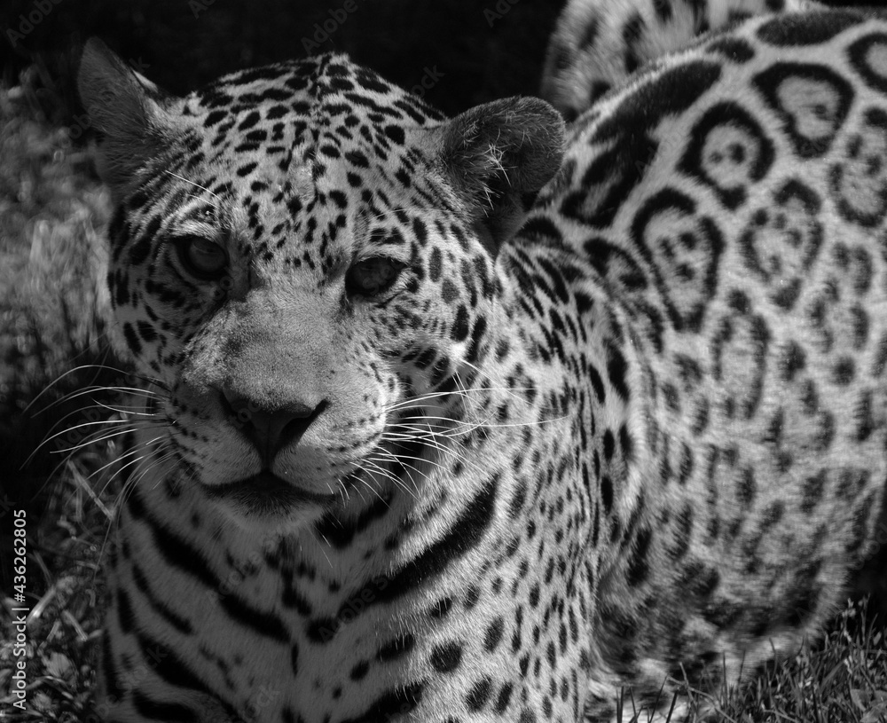 Jaguar is a cat, a feline in the Panthera genus only extant Panthera ...