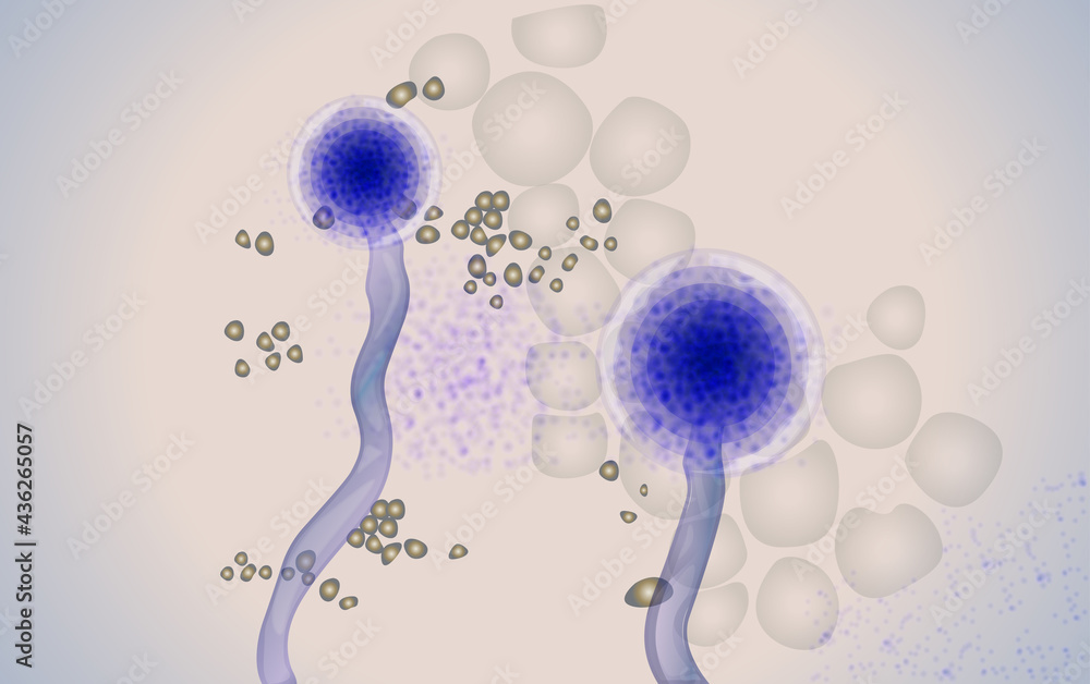 Mucor Fungus Spores - Illustration Stock Vector | Adobe Stock