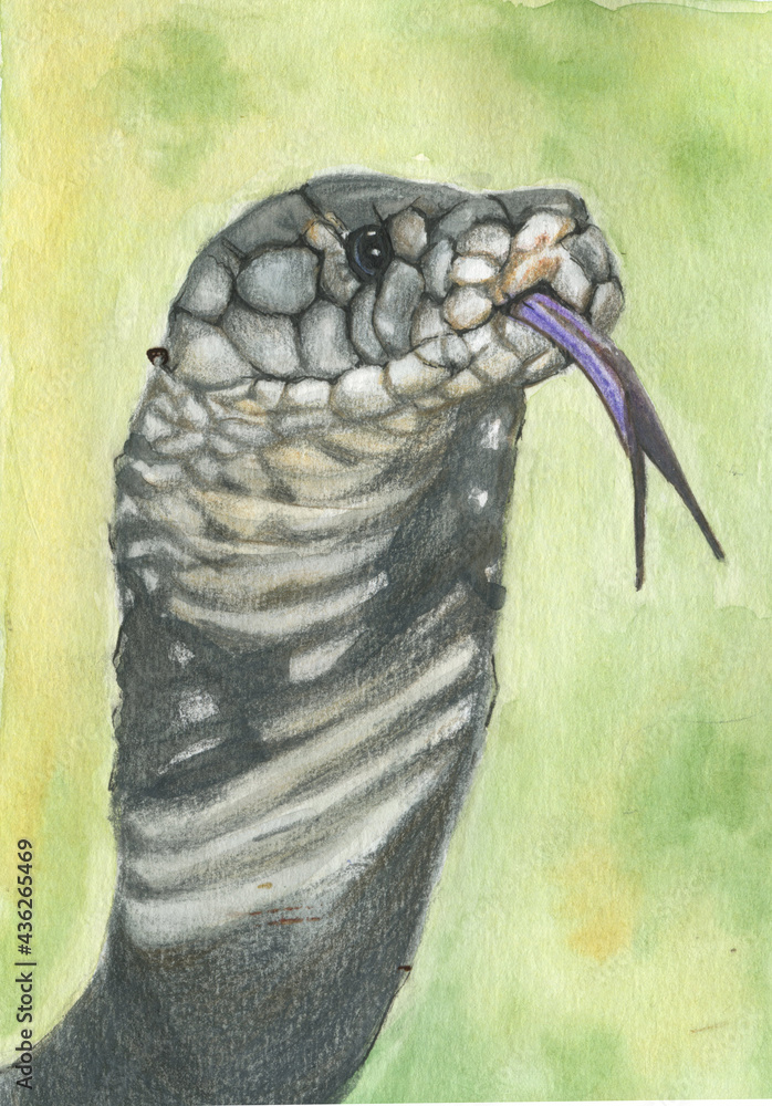 Testa di serpente, acquerello isolato su sfondo bianco Stock ...