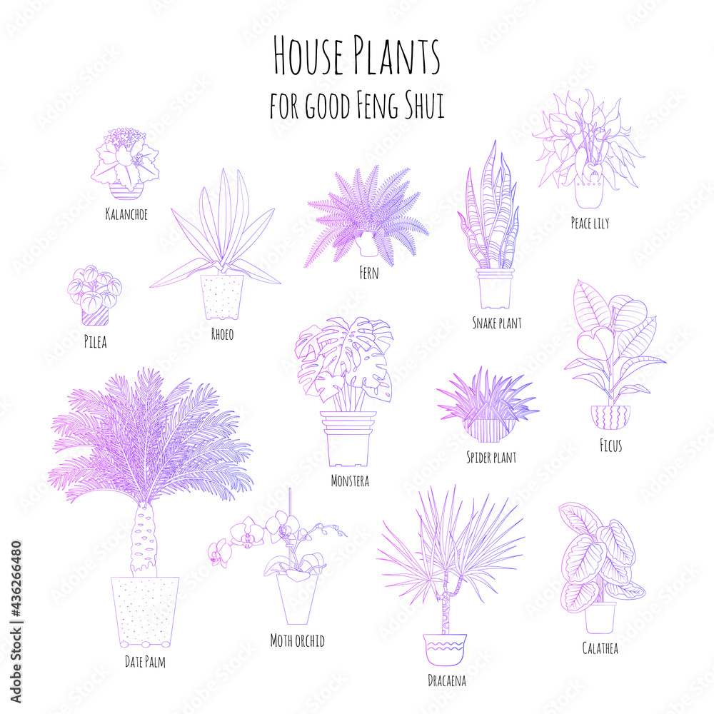 Purple gradient set of potted houseplants for good feng shui with names. Line art style vector ...