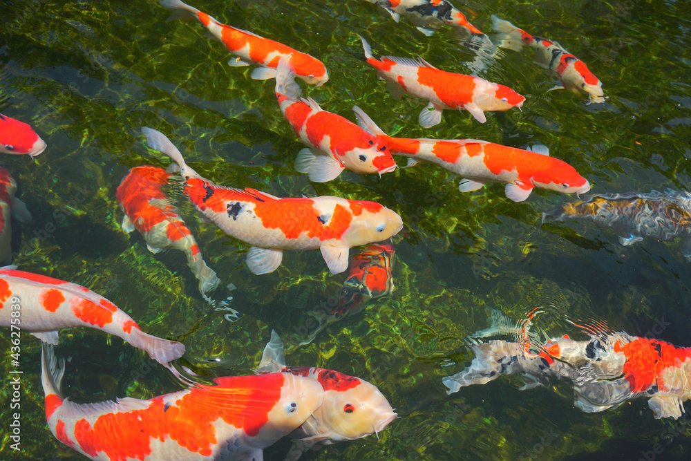 Beautiful Koi Fish Swimming in a pond, Ojiya City, Niigata Pref. Japan ...