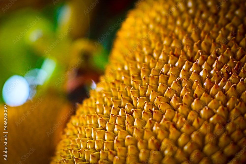 The jackfruit, also known as jack tree, is a species of tree in the fig ...
