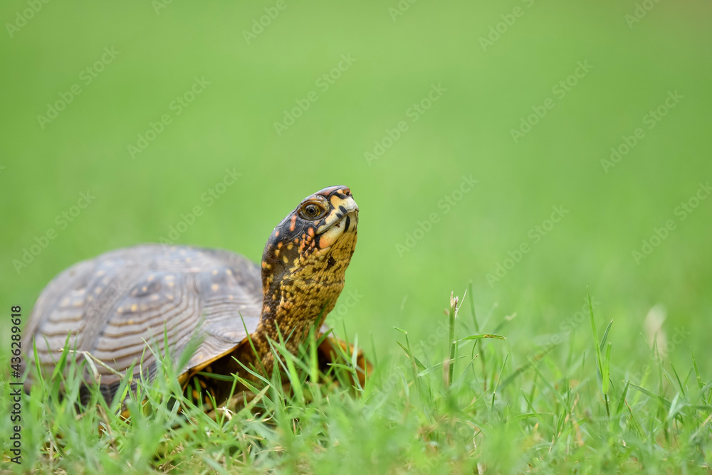 turtle on the grass Stock Photo | Adobe Stock