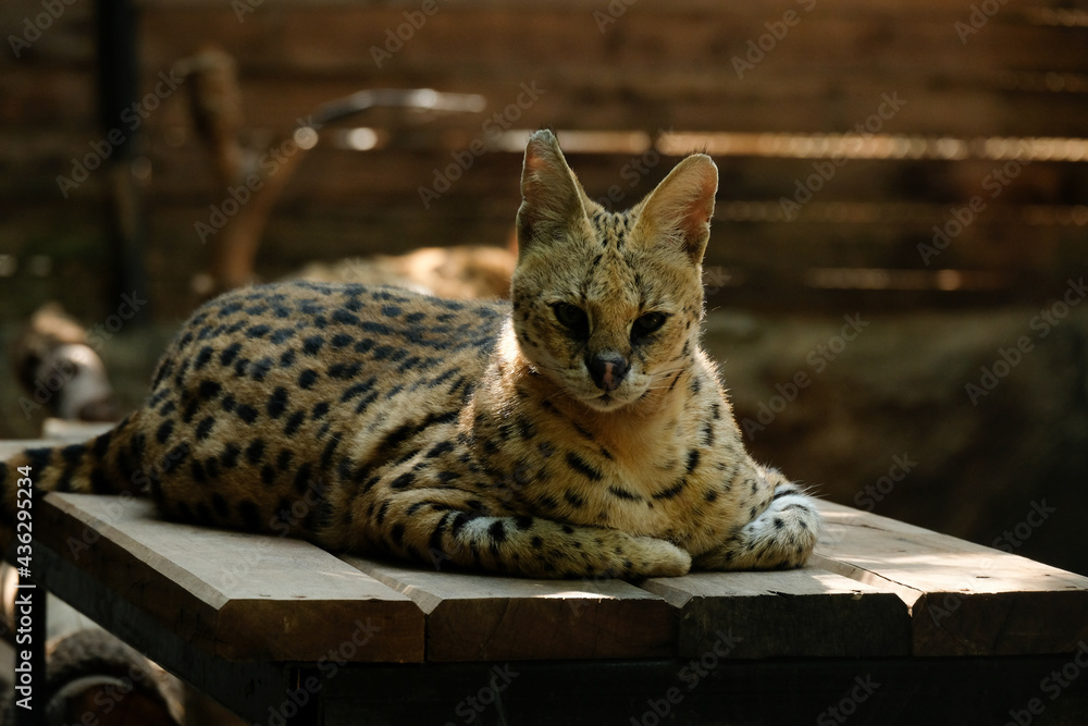 Servals are medium-sized wild cats with tawny, black-spotted coats and ...