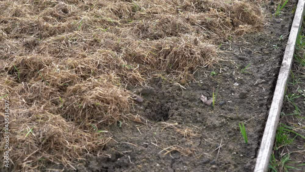 Mulching an empty garden bed with dry grass Stock Video | Adobe Stock
