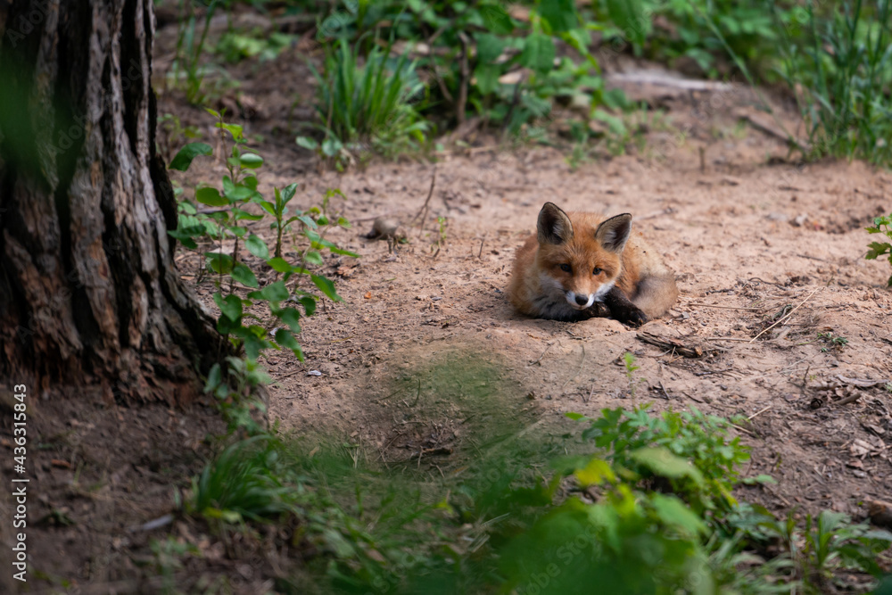 Red Fox. The species has a long history of association with humans.The ...
