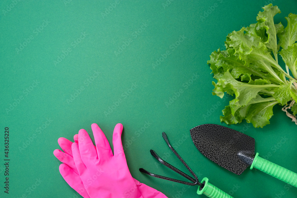 Flat lay concept of planting a backyard vegetable garden with copy ...