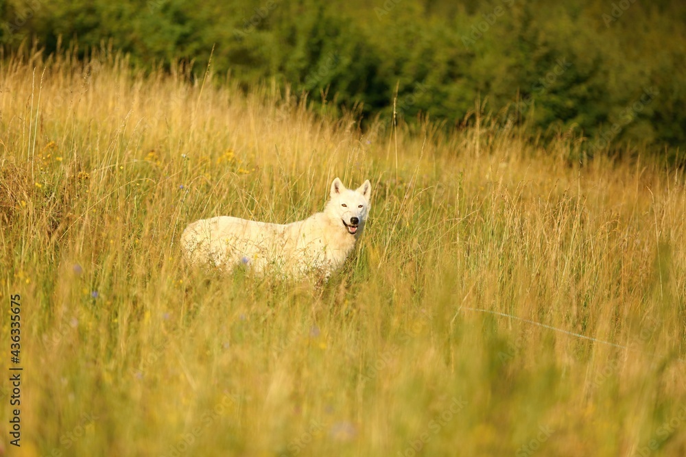 The Hudson Bay wolf (Canis lupus hudsonicus) subspecies of the wolf ...