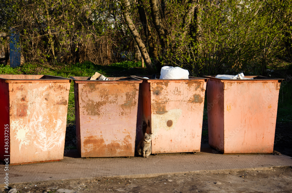 Abandoned animals concept. Homeless cat sits near trash containers in ...